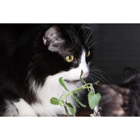 Seminte De Iarba Matei 50 Seminte Crestere Usoara Interior Sau