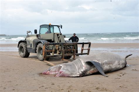 Dramatic Moment Massive Shark Is Removed From Scots Beauty Spot