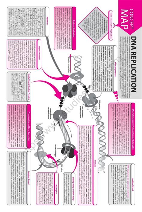 Neet Biology Dna Replication Concept Map Artofit