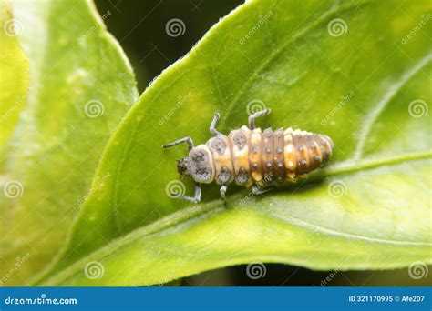 Coccinellidae Larvae Lady Beetle Ladybird Beetle Ladybug Larvae