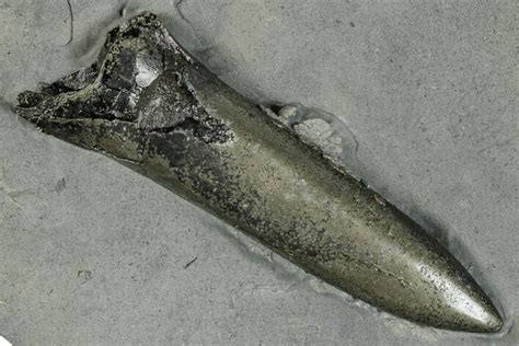 225 Pyritized Fossil Belemnite Acrocoelites Germany 266515 For