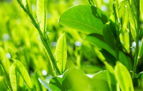 Background Green Grass In The Sun Premium Photo