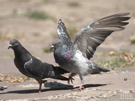 ВНИМАНИЕ Всеки втори гълъб носи устойчиви на лекарства бактерии Информационна агенция ПИК