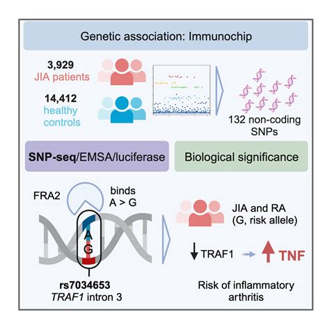 Identification Of A Regulatory Pathway Governing Traf1 Via An Arthritis Associated Non Coding Identification Of A Regulatory Pathway Governing Traf1 Via An Arthritis Associated Non Coding
