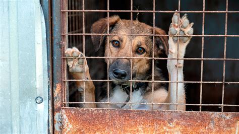 Штрафы за нарушения в содержании животных сумма причины РБК Life