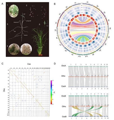 Comparative Genomics Provides Insights Into The Origin Adaptive Evolution And Further