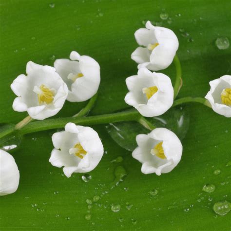 Symbolism Of Lilies Meaning And Significance