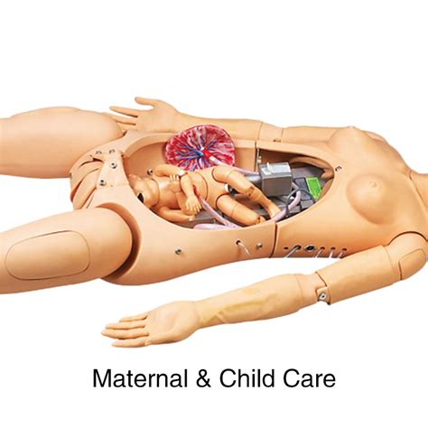 Sagittal Section Male Pelvis Anatomical Model For Medical Science