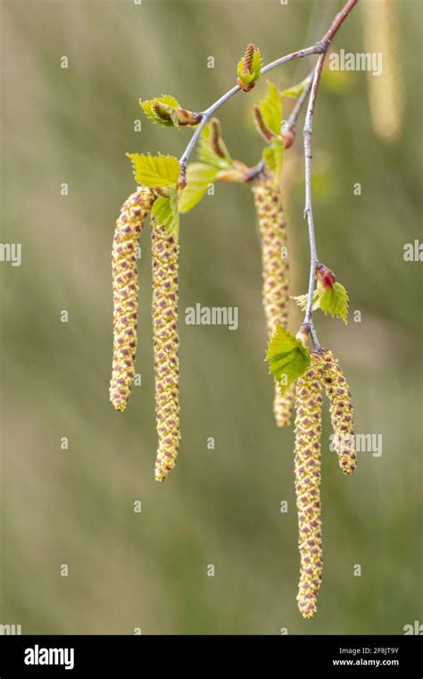Male Catkins On Silver Birch Tree Betula Pendula During April Uk