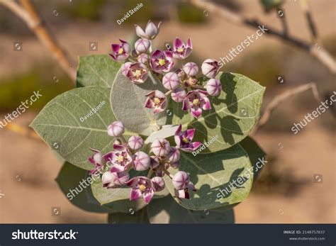 Calotropis
