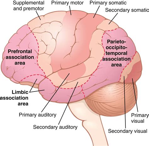 Cerebral Cortex Intellectual Functions Of The Brain Learning And