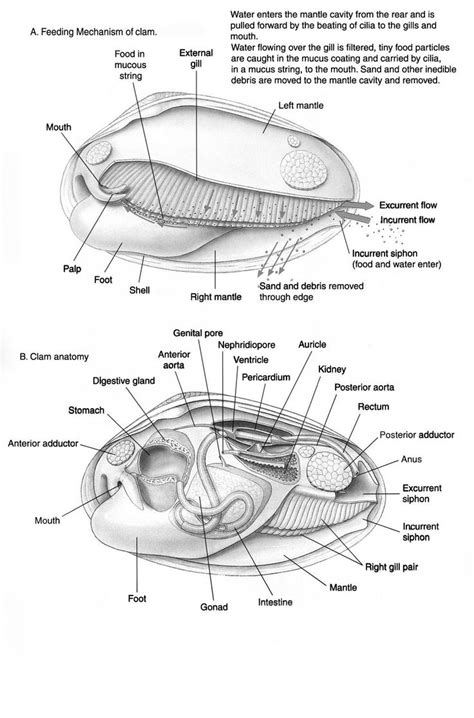 Mollusk Anatomy Diagram