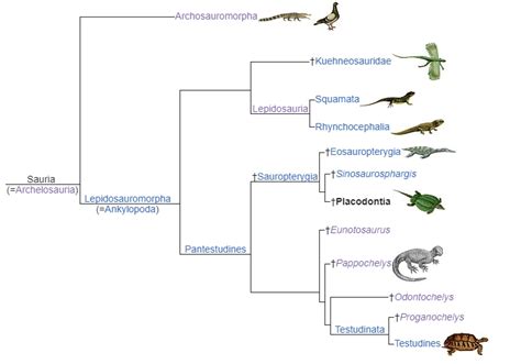 Базальные предки черепах Черепахиинфо
