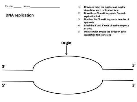 Number Name Draw And Label The Leading And Lagging Strands For Each Replication Fork Draw Three