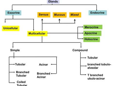 Glandular Tissuepdf
