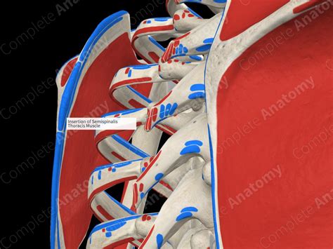 Insertion Of Semispinalis Thoracis Muscle Complete Anatomy