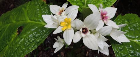 Philippines Program Botanical Research Institute Of Texas And The Fort Worth Botanical Garden