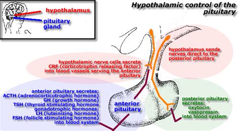 Difference Between Adrenal Gland And Pituitary Gland Boosterdax