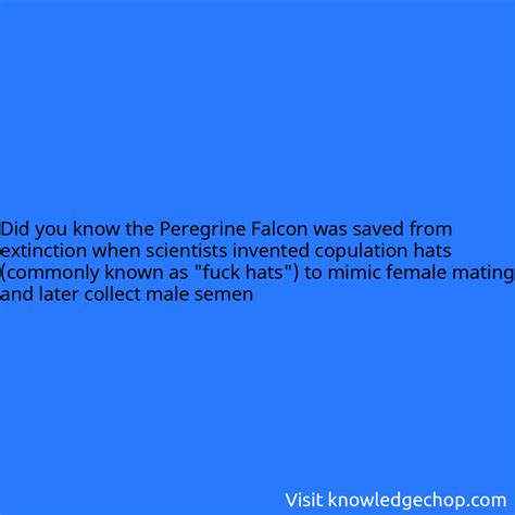 The Peregrine Falcon Was Saved From Extinction When Scientists Invented