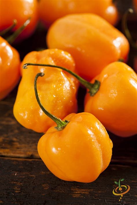 Pepper Habanero Orange
