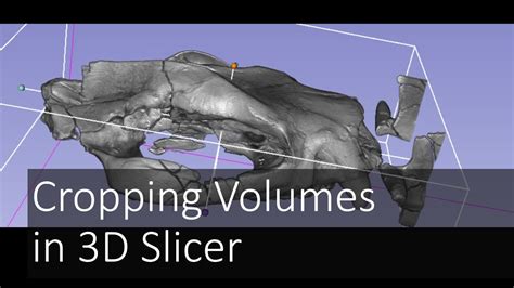 Cropping Volumes In 3d Slicer Introduction To Digital Preparation Video 10 Youtube
