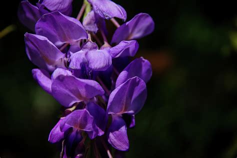 Shining Wisteria Photograph By Jeromy Gorman Fine Art America