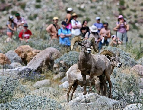 Anza Borrego How To See The Wildflowers And Bighorn Sheep Los