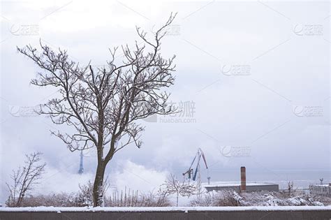 美丽的光秃秃的树在冬天。