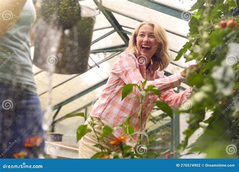 Mature Same Sex Female Couple Working In Greenhouse Watering Plants
