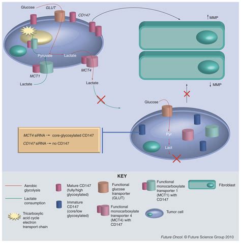 Influence Of Cd147 Silencing On Mct Expression Tumor Cell Lactate