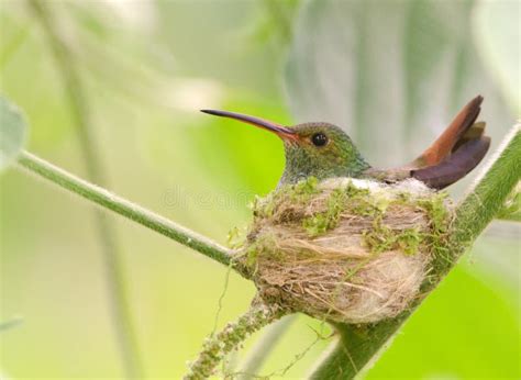 Rufous Tailed Hummingbird On Nest Stock Image Image Of Brown Nest