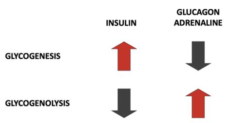 BIOL201 Lecture 10 Glycogenolysis Flashcards Quizlet