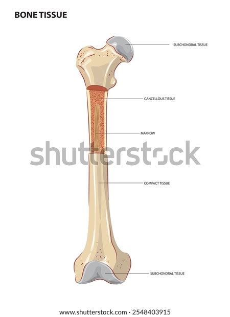 Illustration Human Bone Tissue Classifications Vector Stock Vector