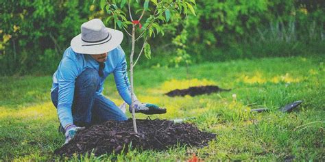 13 Impressive Tree Planting Organizations Exceeding Expectations
