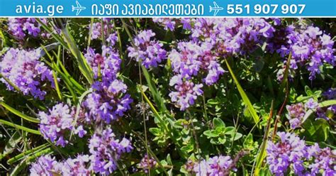 ყველაზე ძლიერი ბალახი რომელიც ანადგურებს სტრეპტოკოკს ჰერპესს