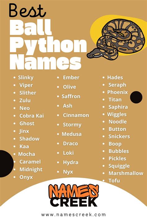 390 Cute And Classy Ball Python Names