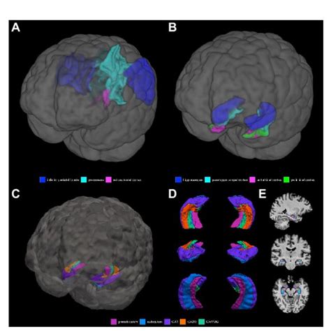 3d Depictions Of A Areas Important For Non Standard Visuomotor
