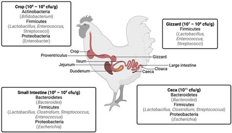 Antibiotic Resistance Among Gastrointestinal Bacteria In Broilers A