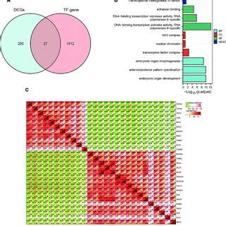 TFs In DEGs And TF TF Interactions A Overlap Between DEGs And TFs Download Scientific