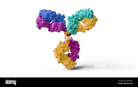 Illustration Of A Human Igg1 Immunoglobulin G1 Antibody Colours Represent The Two Light