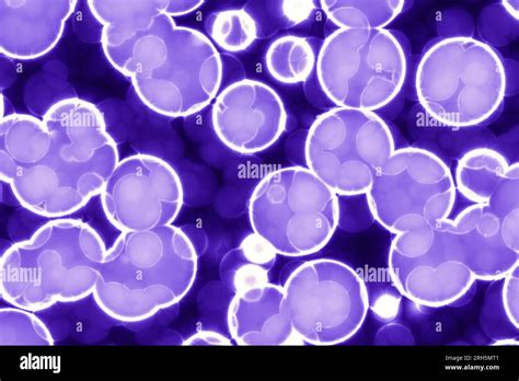 Coccus Bacillus Spirillum
