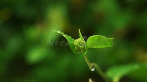 Close Up Of Morning Dew Drop Falling On Natural Green Plant Leaves Downstream Covered