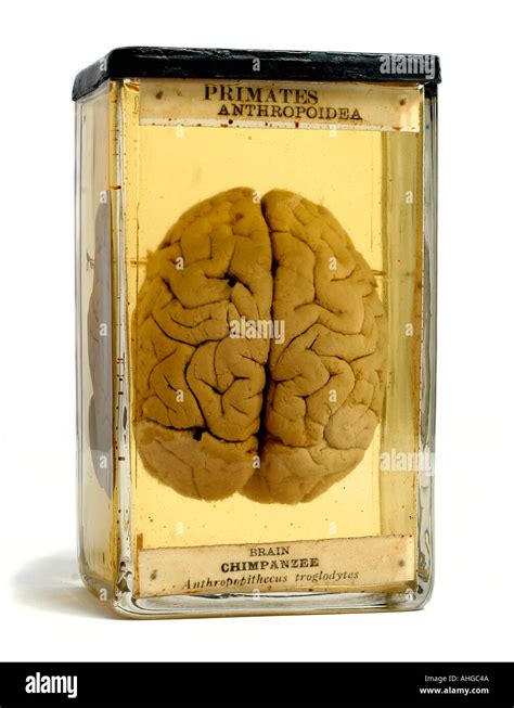 Chimpanzee Brain