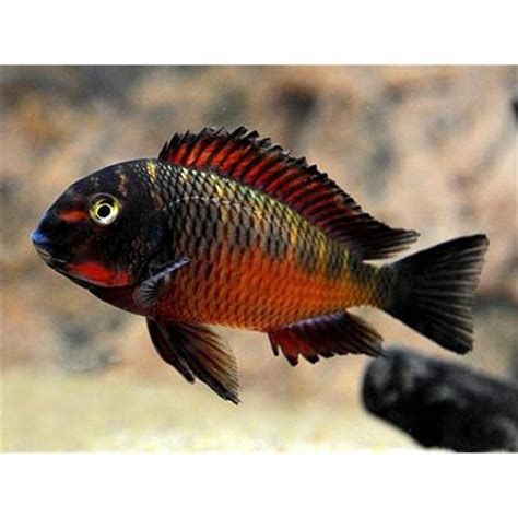 Tropheus Moorii Chimba Moorii Chimba 35 5 Cm