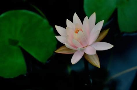 詩朗誦蓮心 每日頭條