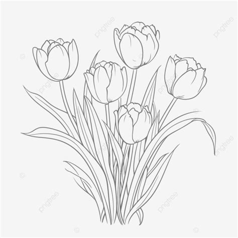 鬱金香和葉子輪廓草圖的線條圖 向量 郁金香花束绘图 鬱金香花束大綱 鬱金香花束素描向量圖案素材免費下載，png，eps和ai素材下載 Pngtree