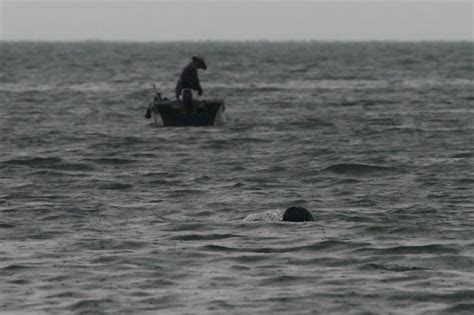 쿠칭 돌고래 관찰 보트 투어 Kkday