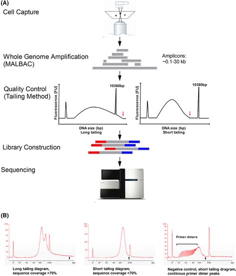Overview Of Single‐cell Capture And Sequencing And Whole‐genome Download Scientific Diagram