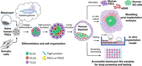 GitHub PearlLiu Dev Organoid Human Blastoid Blastocyst Like