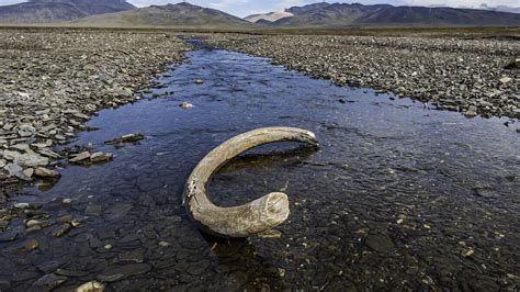 عکس دختربچه‌ای در روسیه استخوان‌های ماموت را پیدا کرد